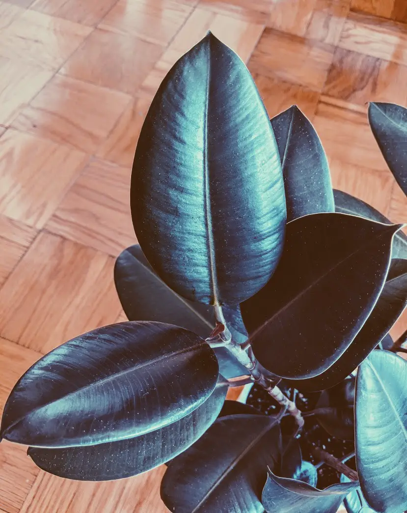 Burgundy Rubber Tree - LoveMeTendrils