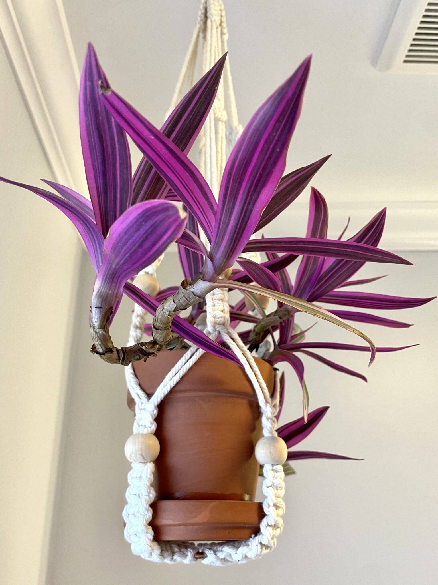 Rhoeo ‘Tricolor’ | Tradescantia Spathacea Care & Propagation