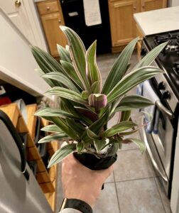 Rhoeo ‘Tricolor’ | Tradescantia Spathacea Care & Propagation