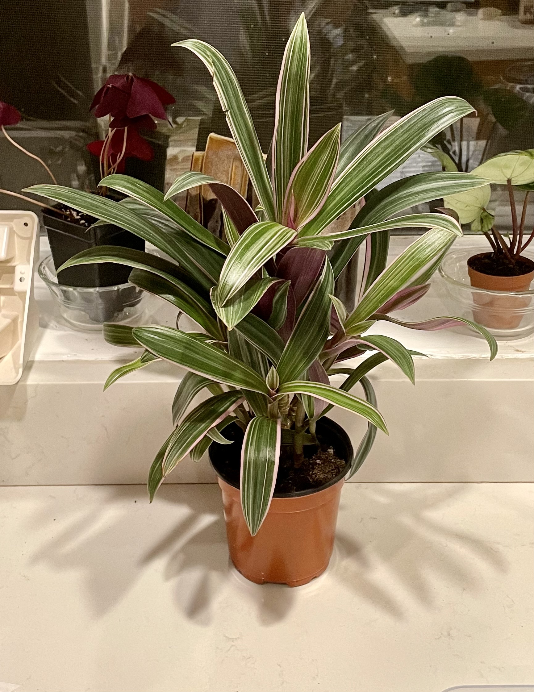 Rhoeo ‘Tricolor’ | Tradescantia Spathacea Care & Propagation