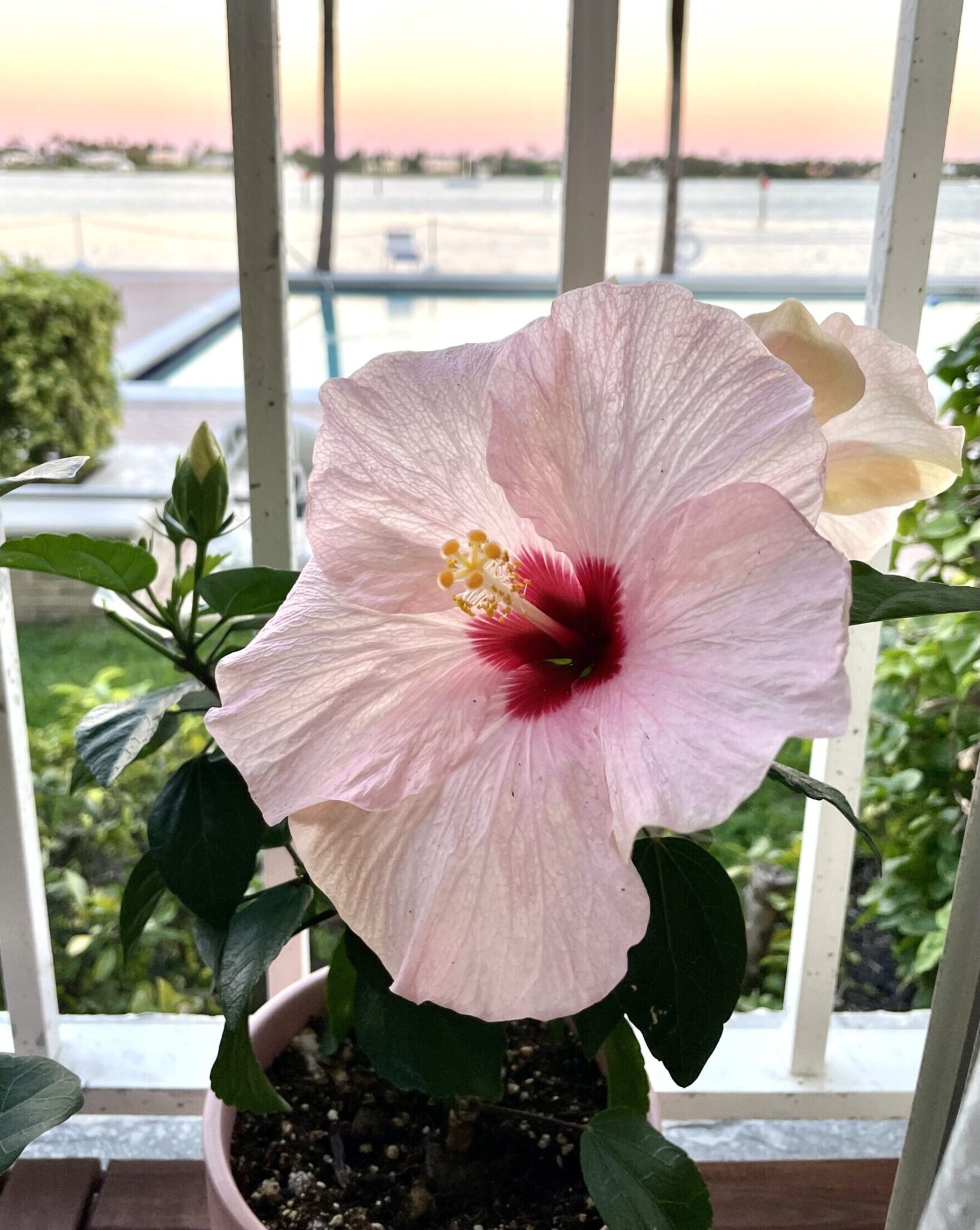 Blooms in a Pot: How to Care for Potted Hibiscus Plants