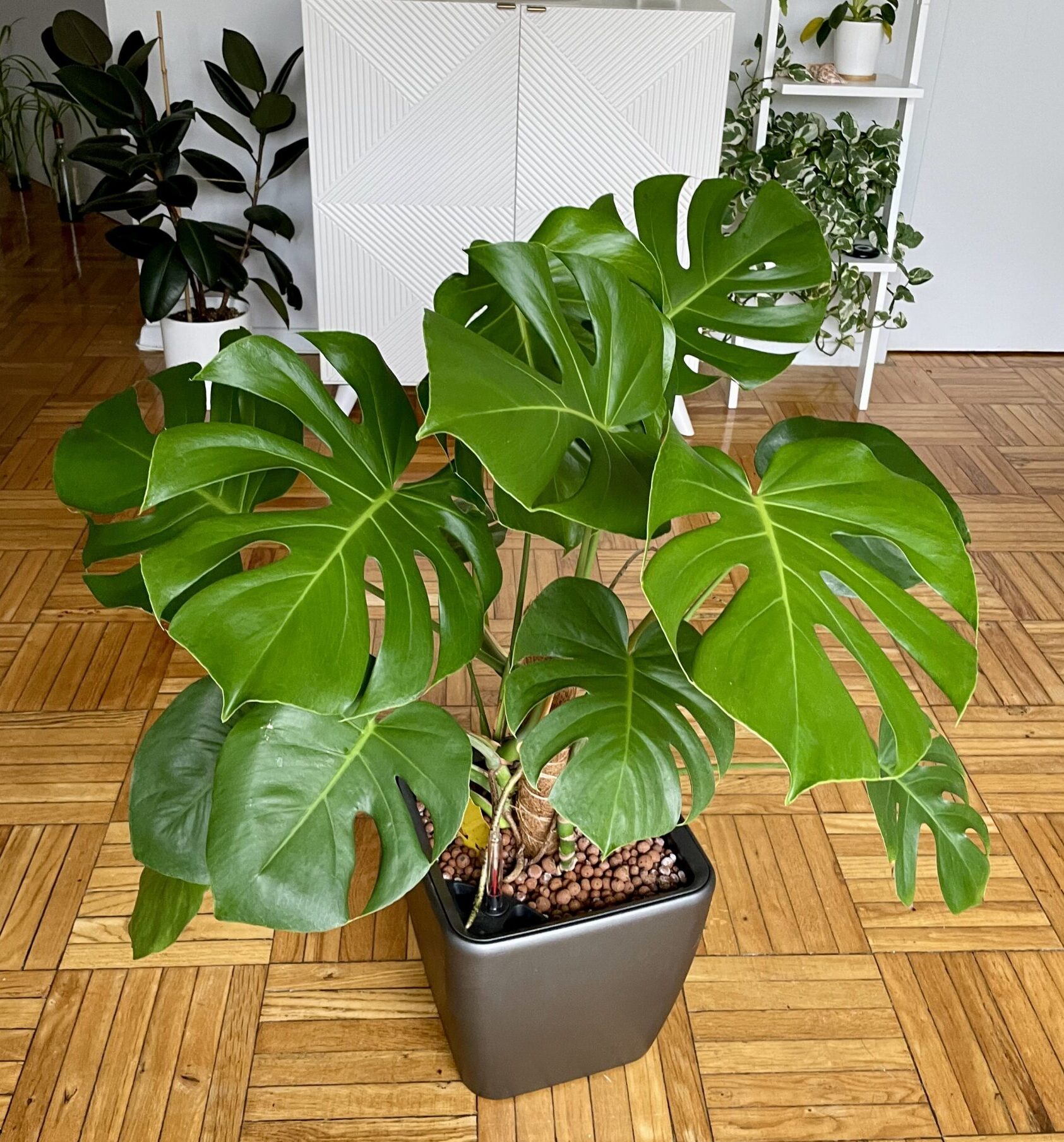 Growing Monstera Deliciosa In Leca: How To Transition & Grow