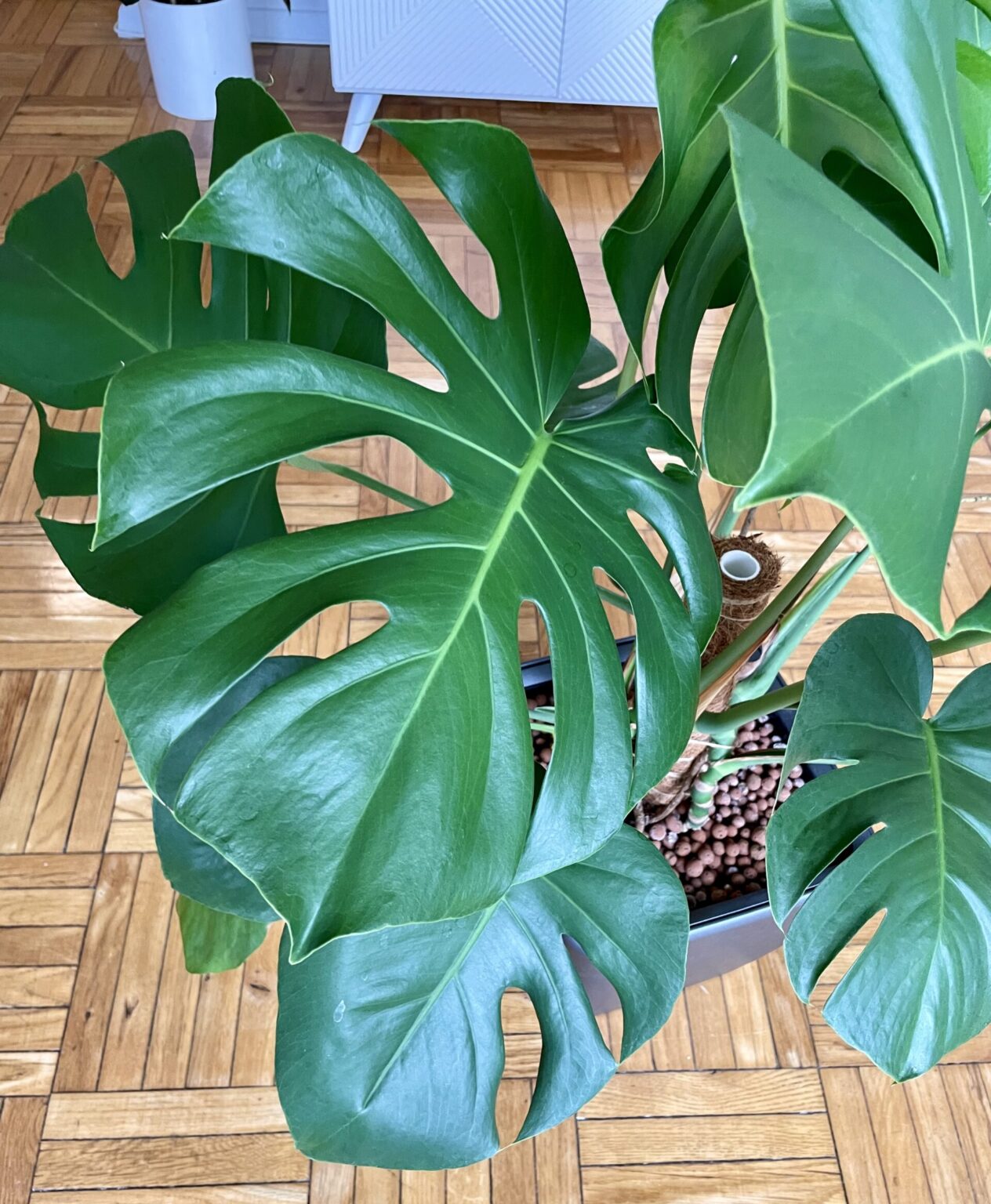 Growing Monstera Deliciosa In Leca: How To Transition & Grow