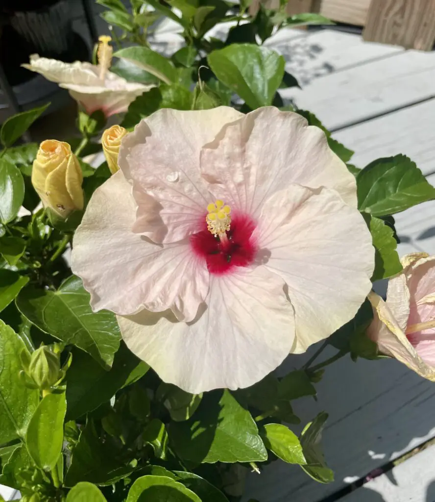 Blooms in a Pot: How to Care for Potted Hibiscus Plants