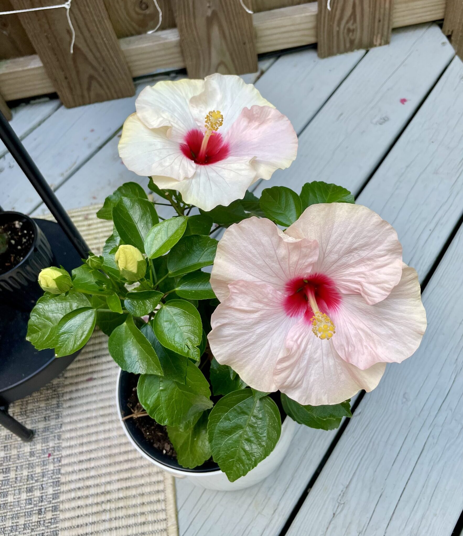 Blooms in a Pot: How to Care for Potted Hibiscus Plants