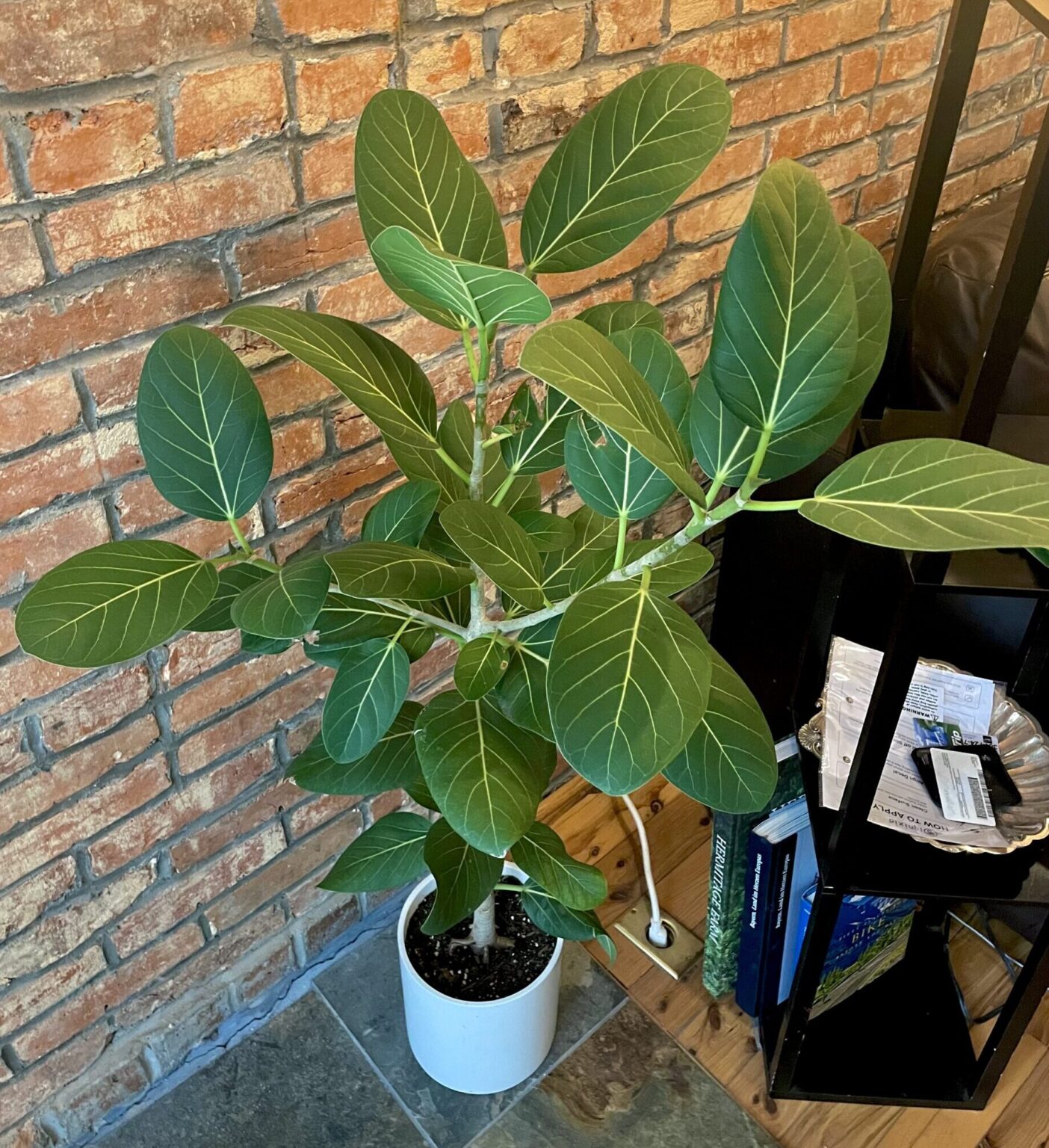 Ficus Audrey Care: Guide to a Flourishing Ficus benghalensis