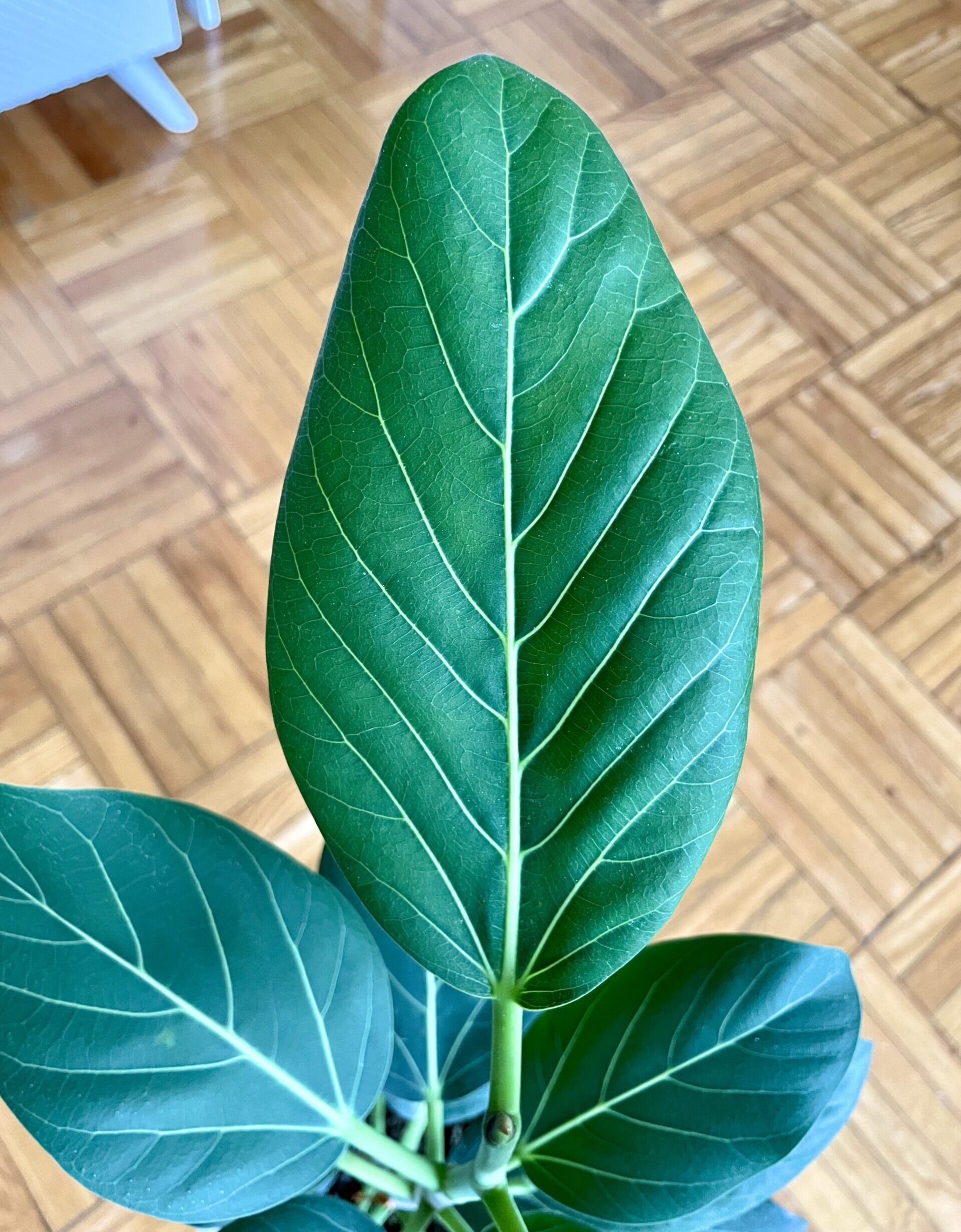Ficus Audrey Care: Guide to a Flourishing Ficus benghalensis