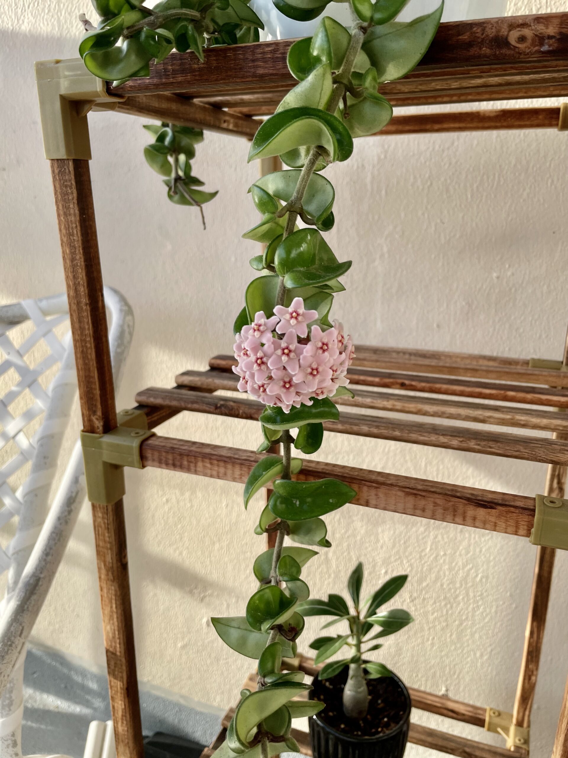 Blooming Marvels: Inducing Hoya Carnosa Compacta Flowers